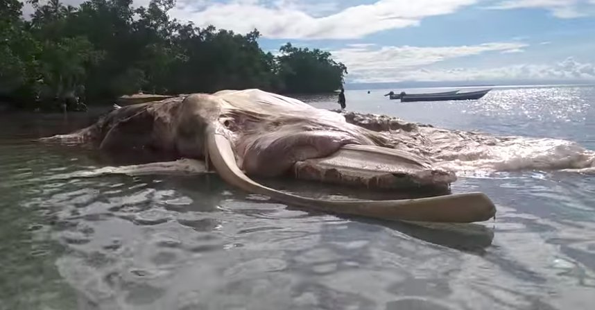 That terrifying Dead Sea monster has been identified as a baleen whale ...