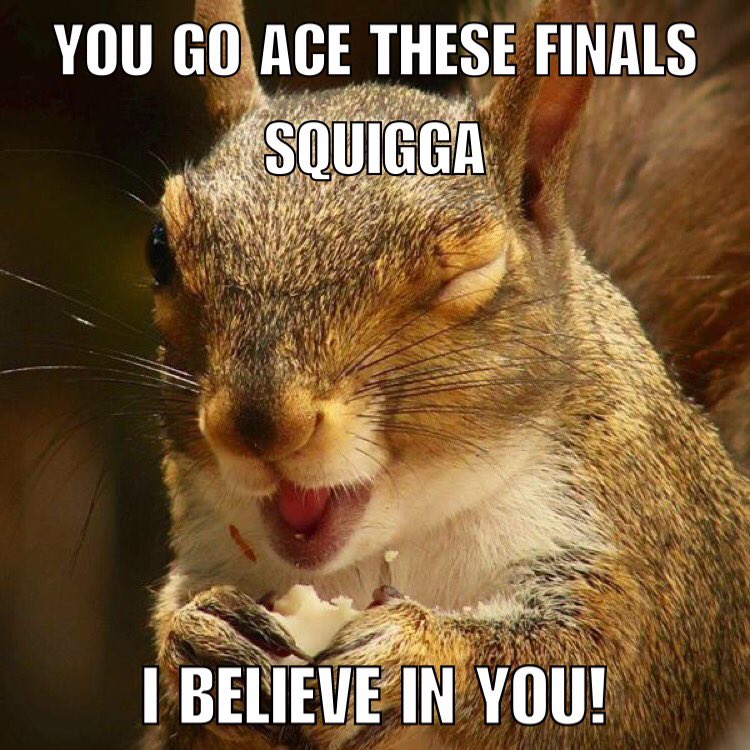 Surprised Squirrel Meme