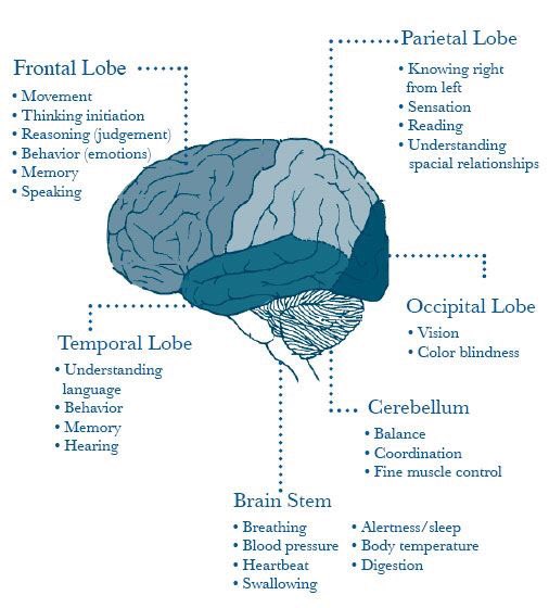 Psychology Brain Map