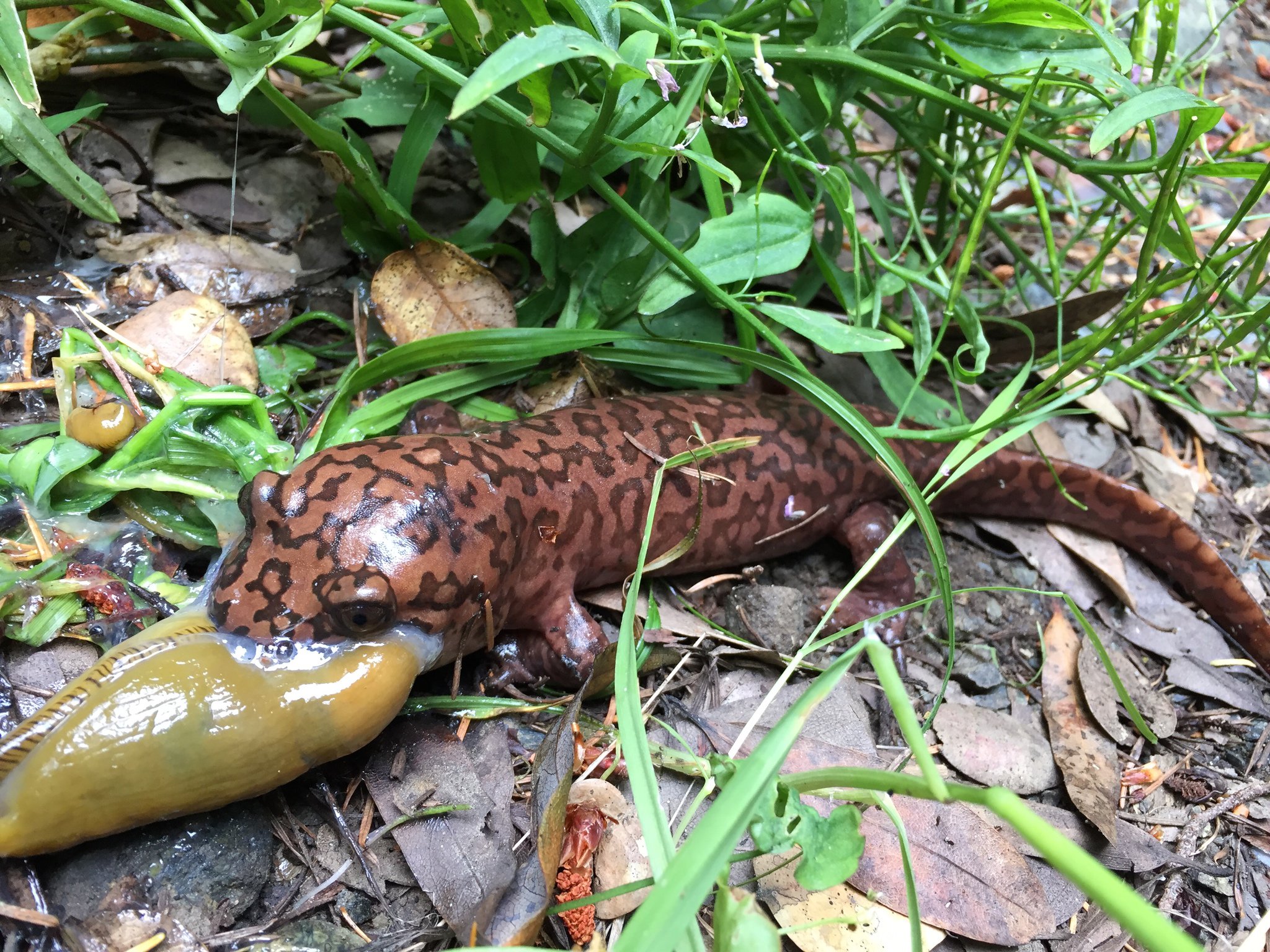 Pacific Giant Salamander Eating