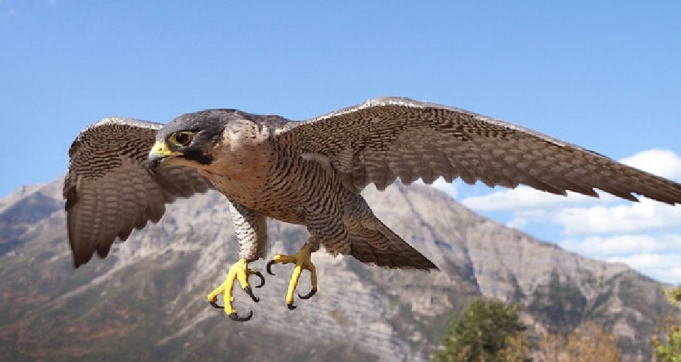 The Peregrine Falcon is the fastest animal in the history of the Animal ...