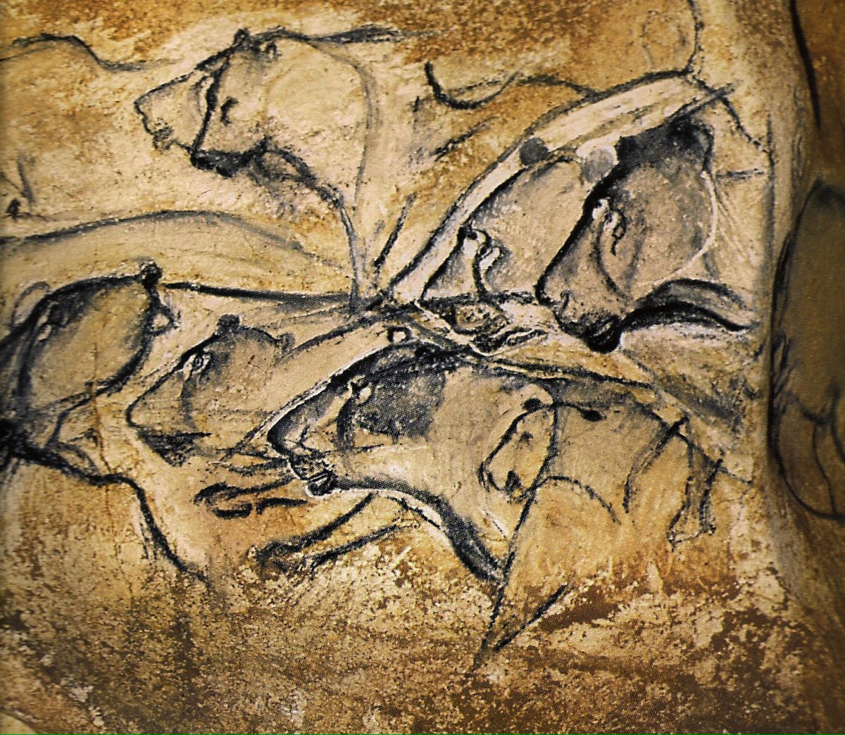 The Most Famous Images Of The Eurasian Cave Lion Are Found At Chauvet