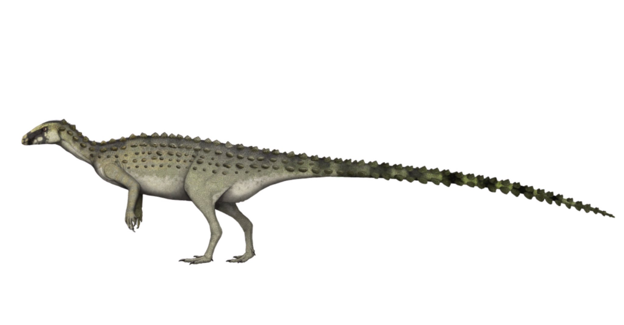 Scutellosaurus