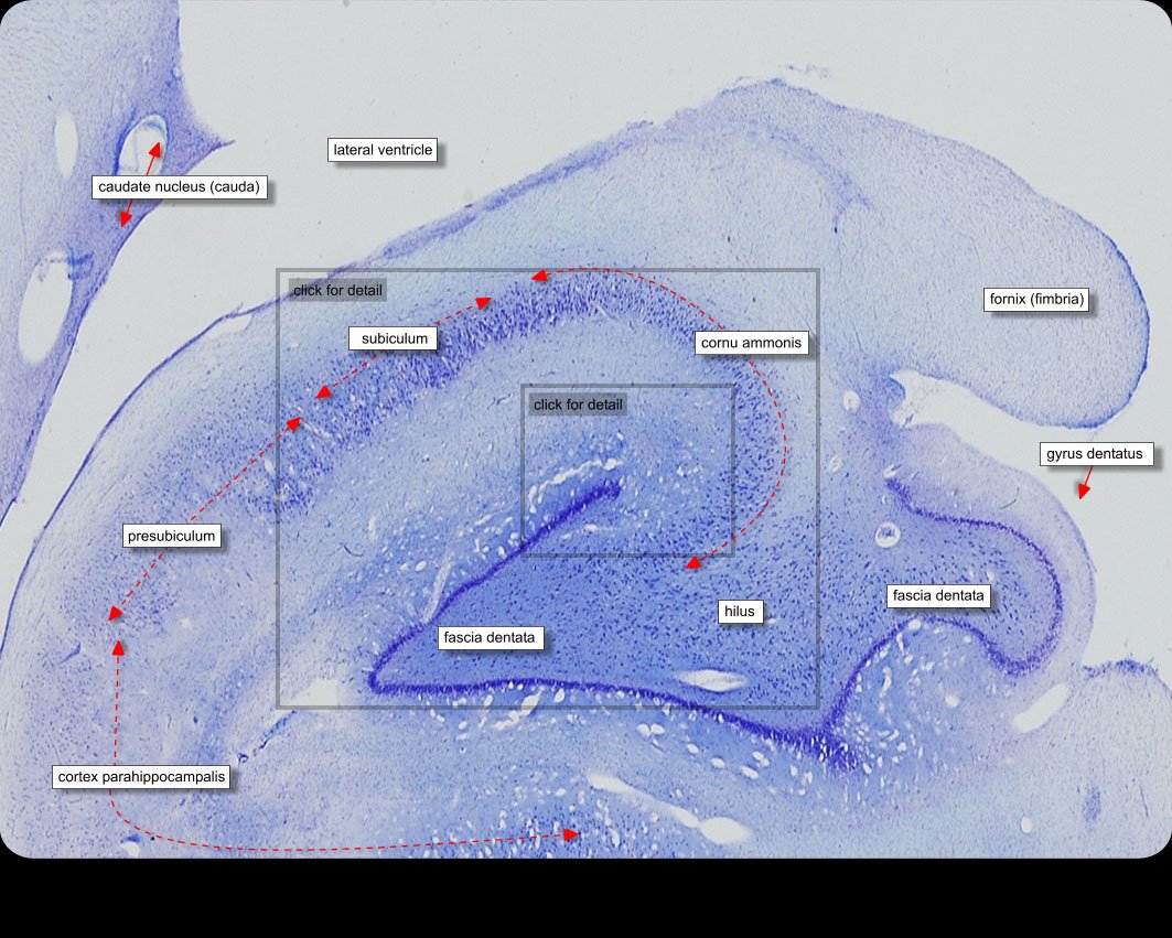 Hippocampus Histology