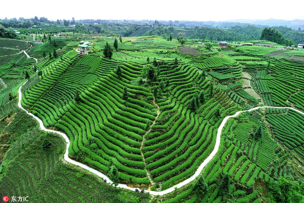 Spring's fingerprint: Beautiful aerial views of tea gardens in Ya'an ...