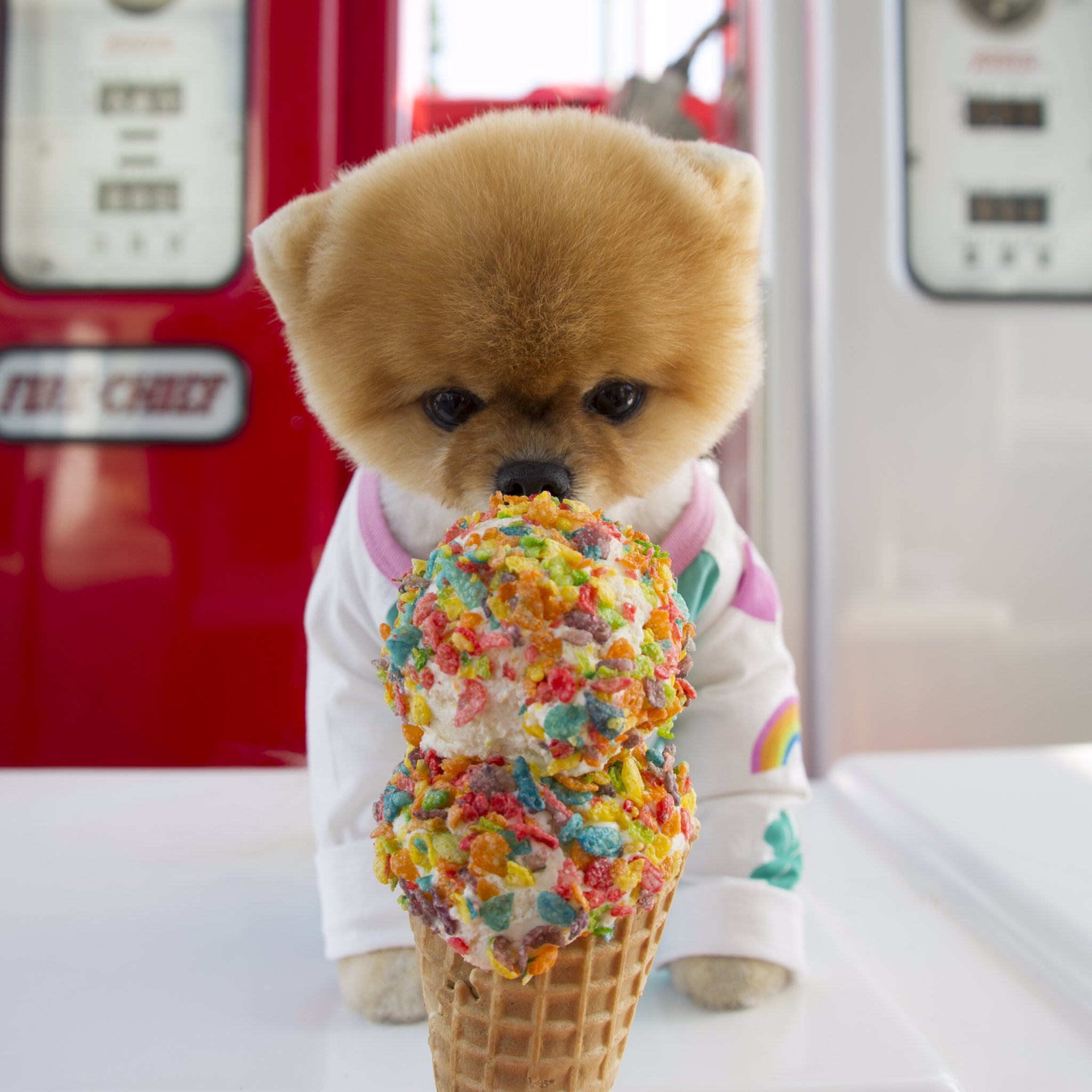 Cute Puppy Eating Ice Cream