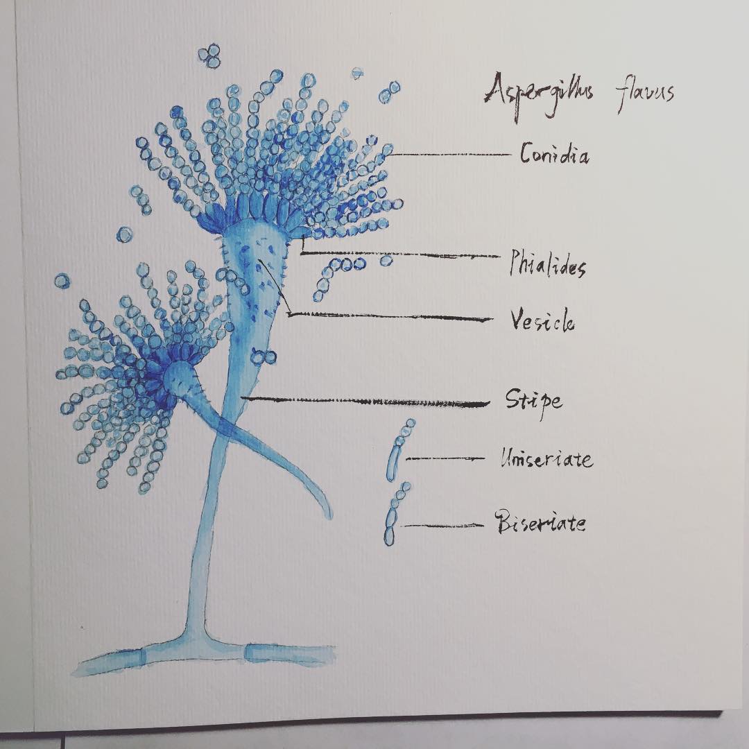 Aspergillus Labeled Diagram
