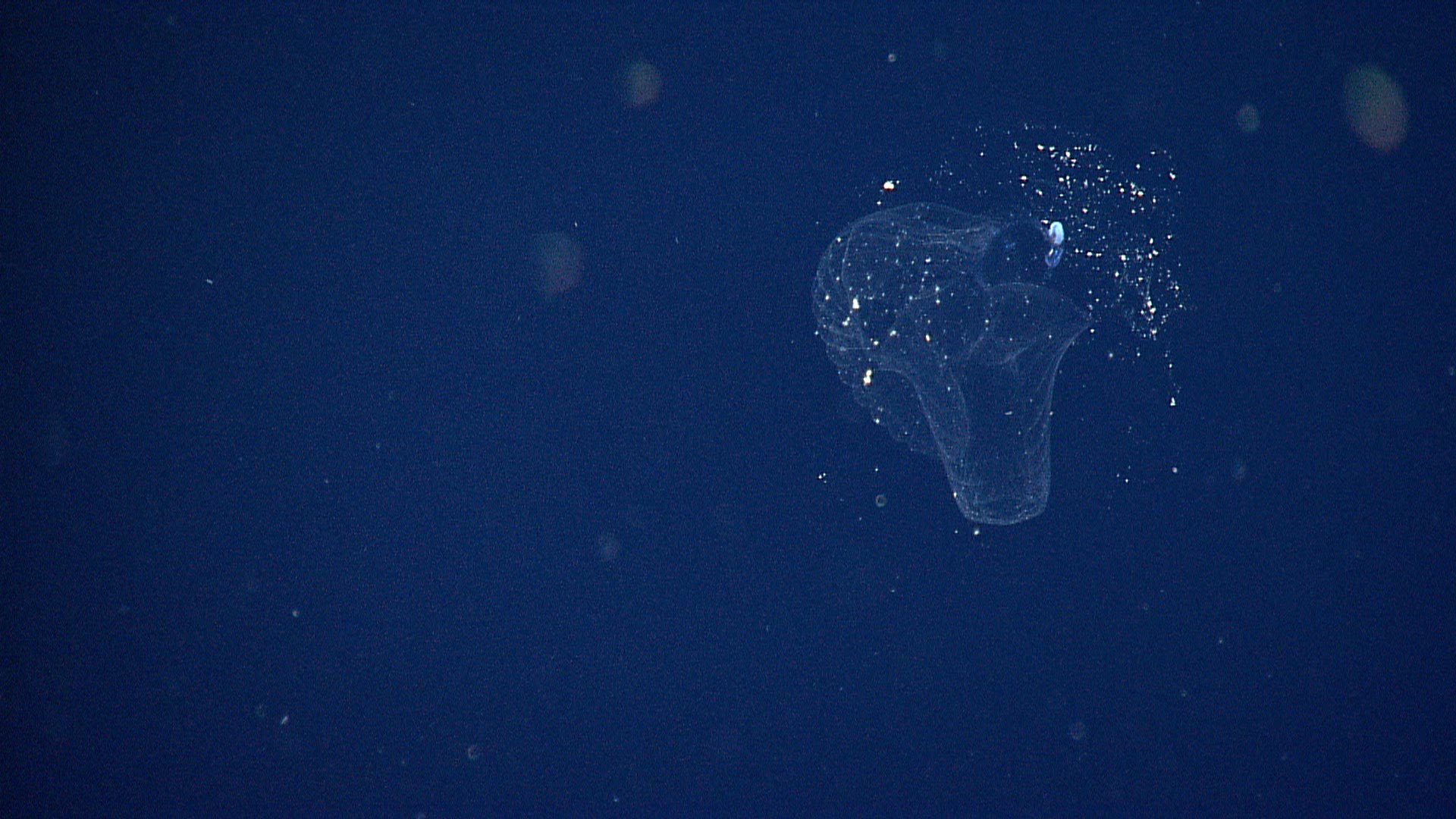 Snot Blob