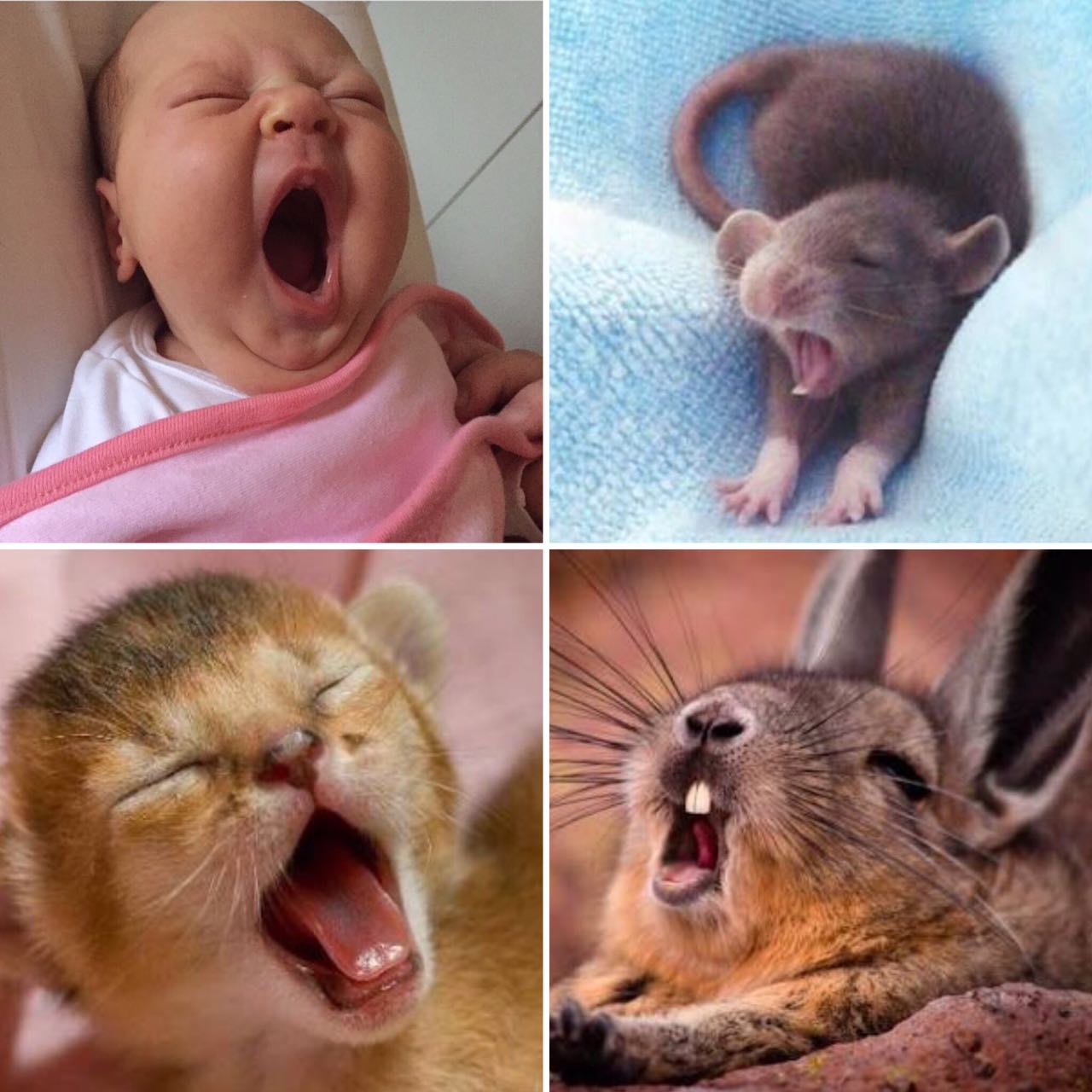 Cute Baby Animals Yawning