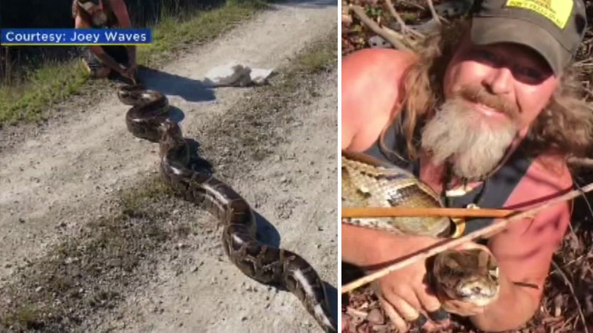 WHOA: Snake hunter cashes in by wrestling 16-foot python into ...