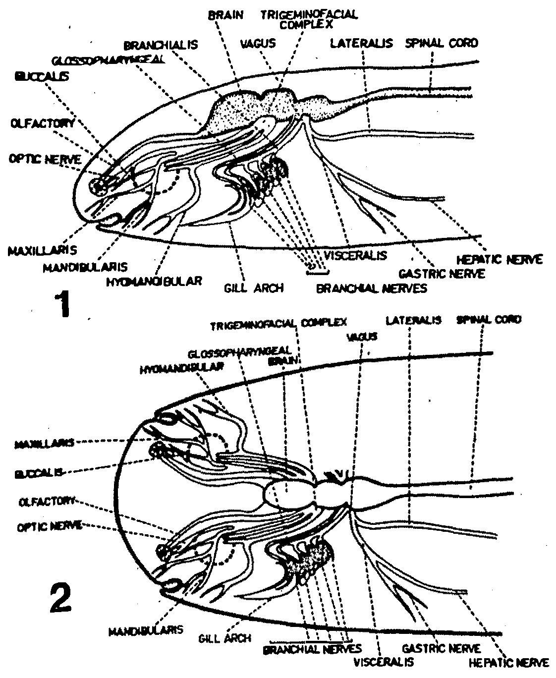 Labeo Rohita Drawing
