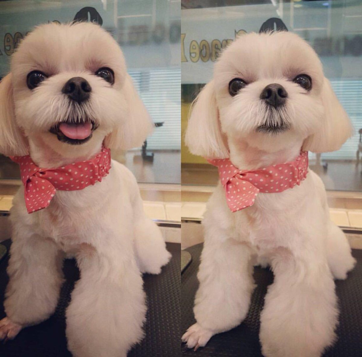 Dalgom VS Kuma | allkpop Forums