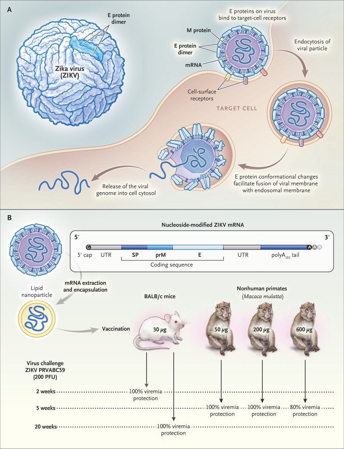 Nucleoside Modified Mrna
