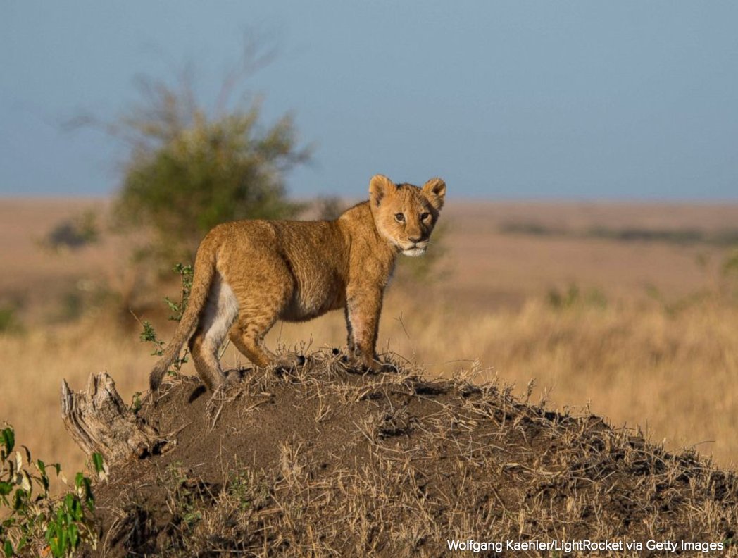 Lions, Sunda clouded leopards facing same threats that led to the ...