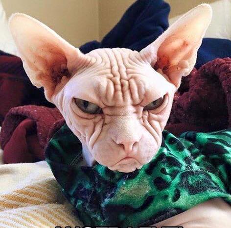 Devil Cat Grumpy Cat