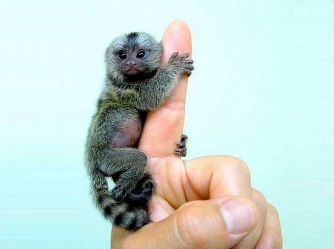 Pet Finger Monkey