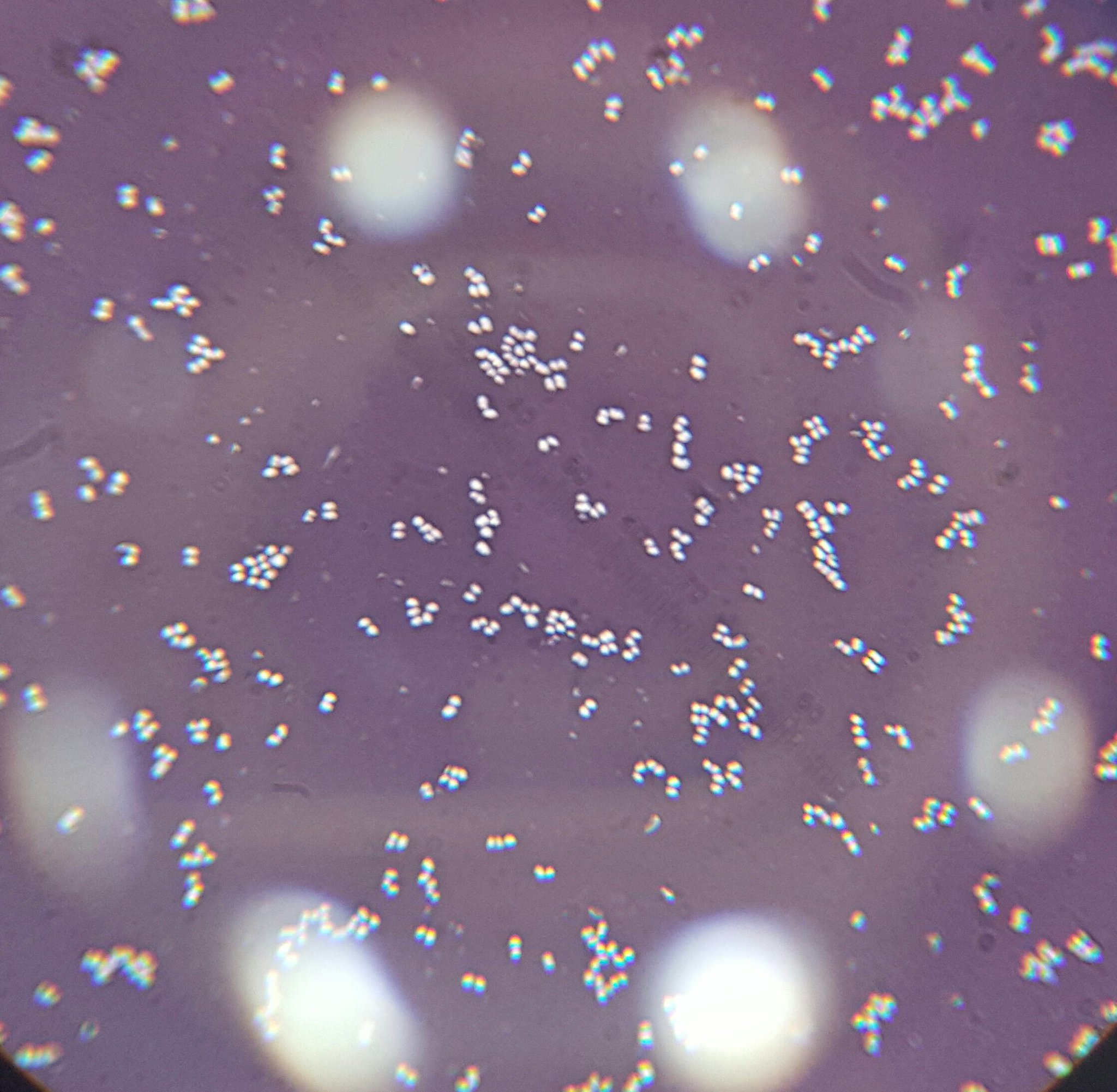 Staphylococcus Epidermidis Negative Stain