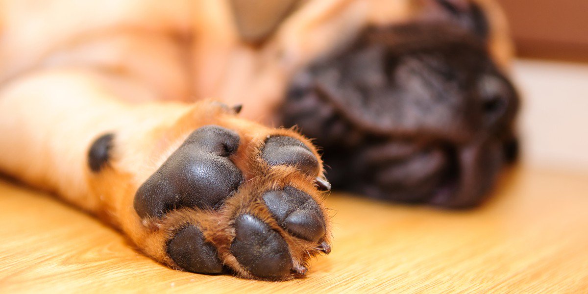 Real Dog Paw