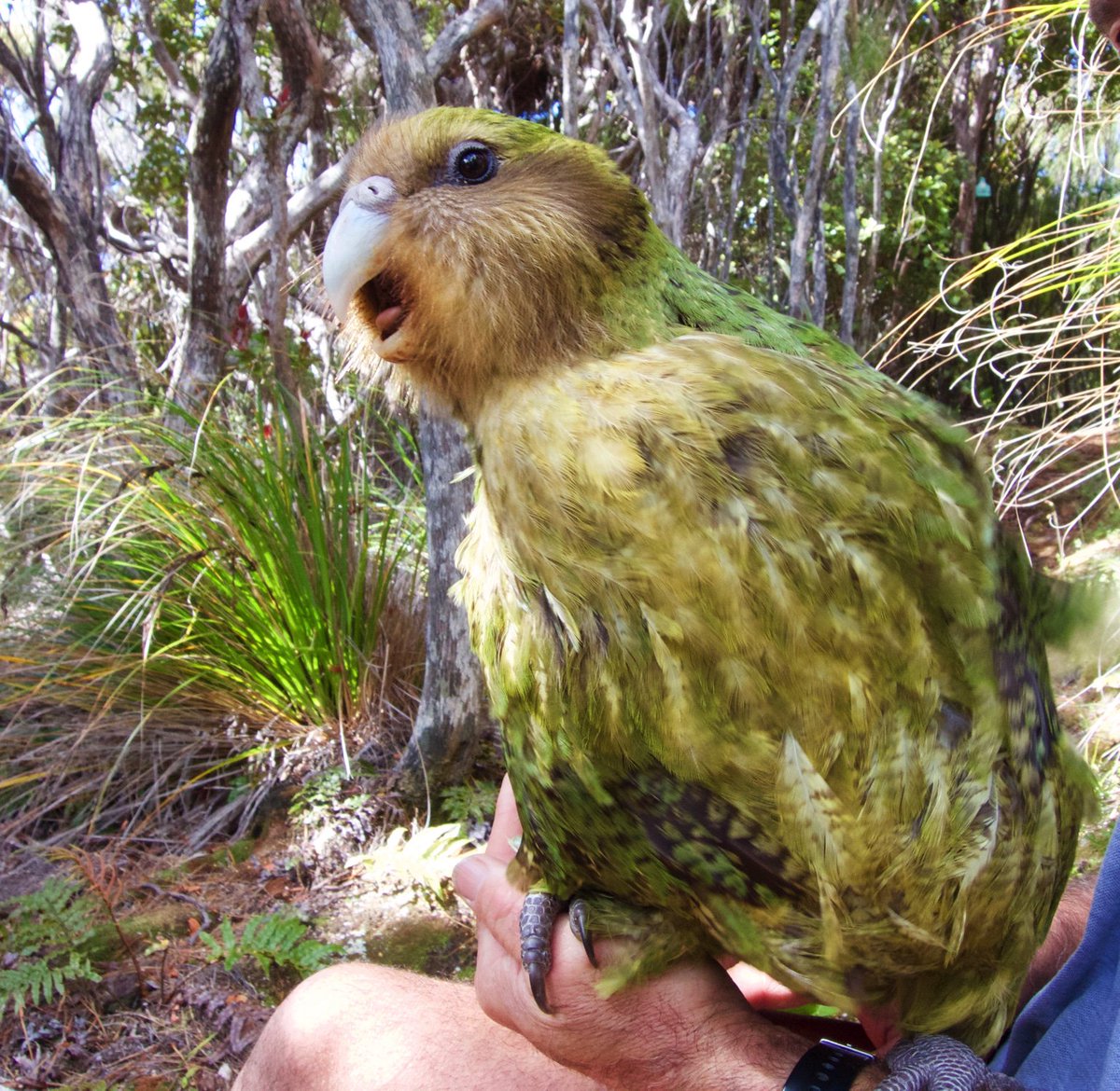 Ca9OyuiUsAA38mq.jpg (600×585) | Kakapo, Pet birds, Green parrot bird