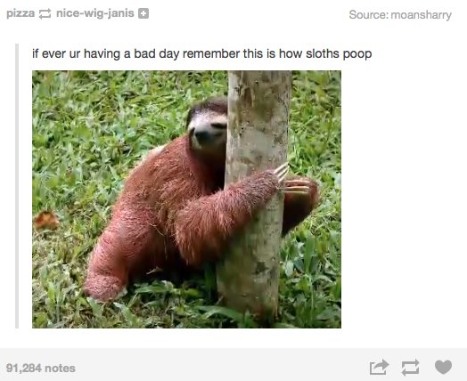 Sloth Tumblr Meme