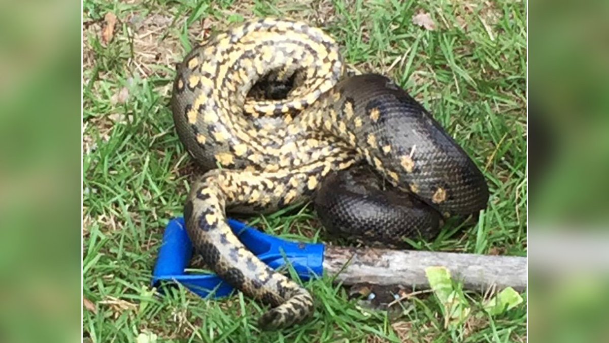 No big deal. Just an anaconda hanging out in this Florida woman's yard ...