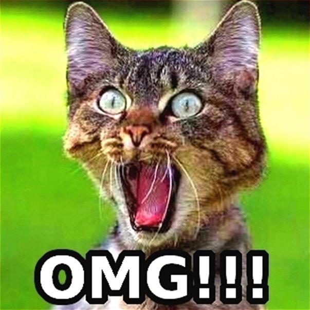 Omg Cat Meme