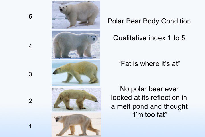 Obese Polar Bear