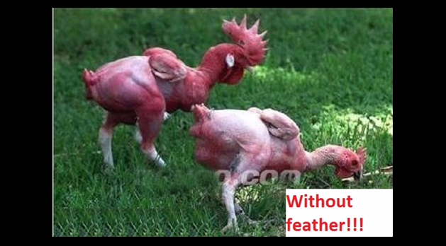 Kfc Mutant Chickens