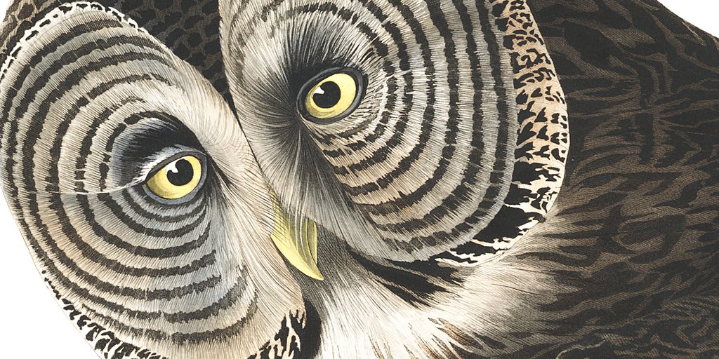 John James Audubon Owls