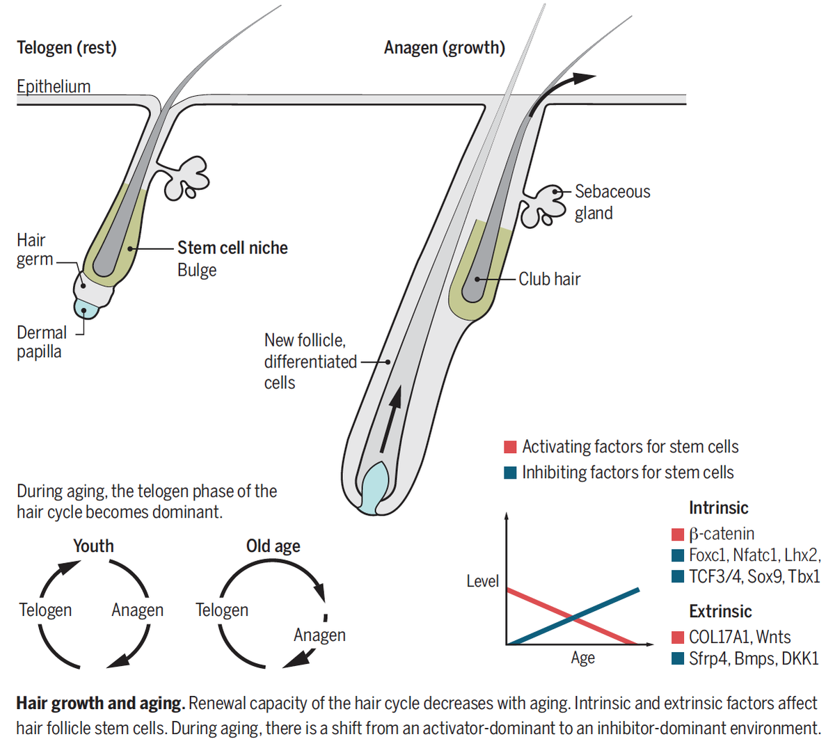Very good model- aging, stem cells & epigenomics: the human hair ...
