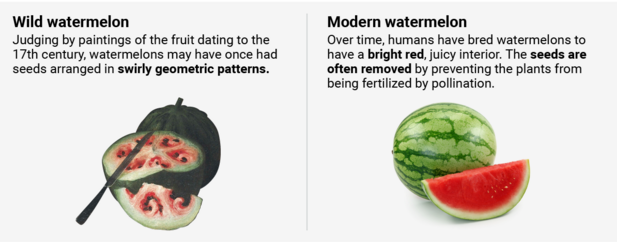 Here's what 5 fruits and vegetables looked like before and after humans ...