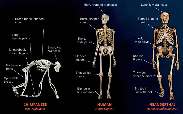 Chimpanzee Muscle Vs Human Muscle