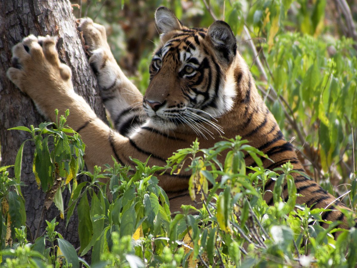 Foto de la semana: tigre marcando territorio con sus garras. # ...