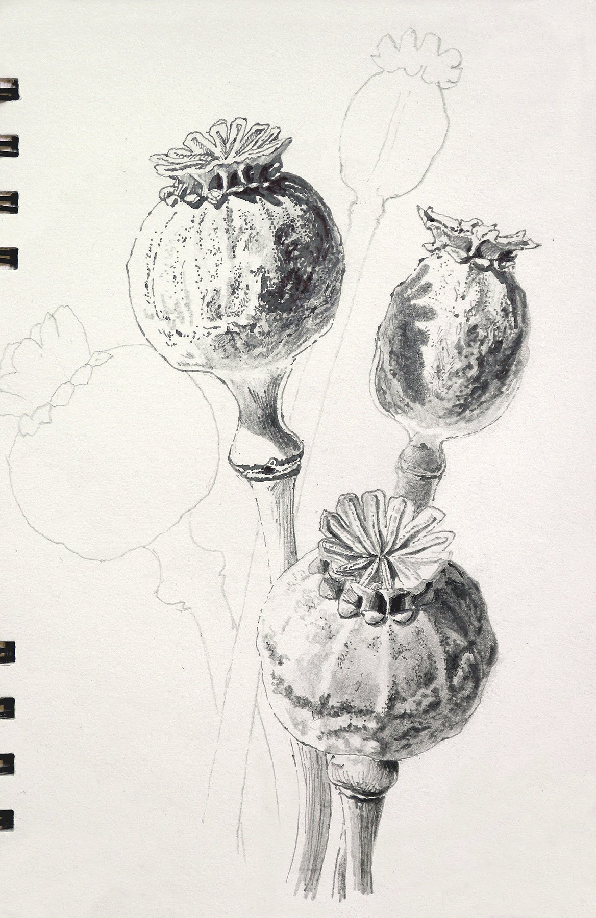 Poppy Pencil Drawing