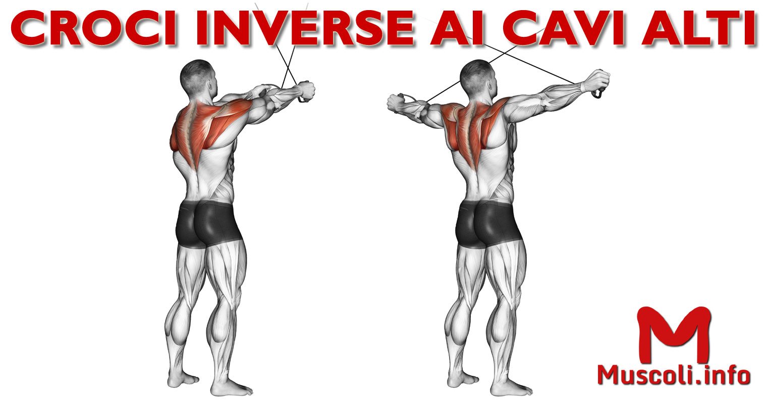 3 Muscoli Deltoidi