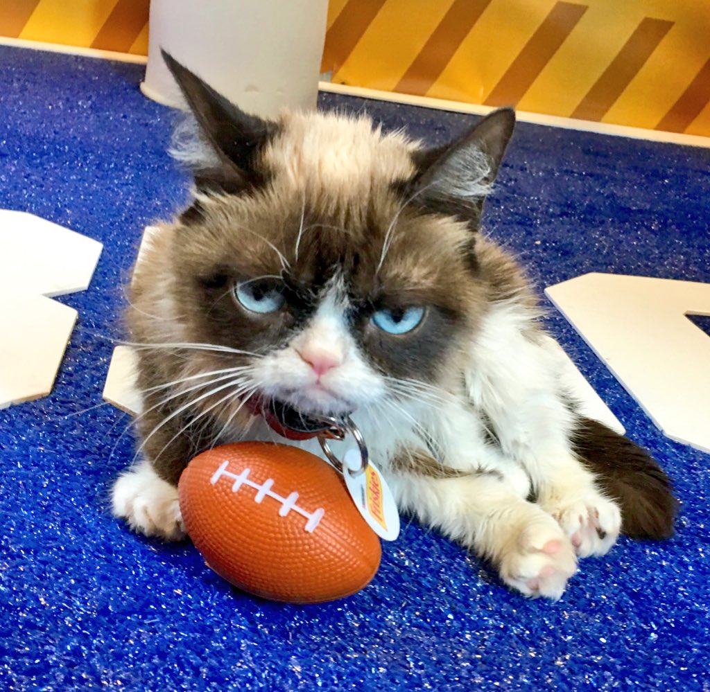 Grumpy Cat on Twitter: "#SB50 https://t.co/qB0F31u5vf"
