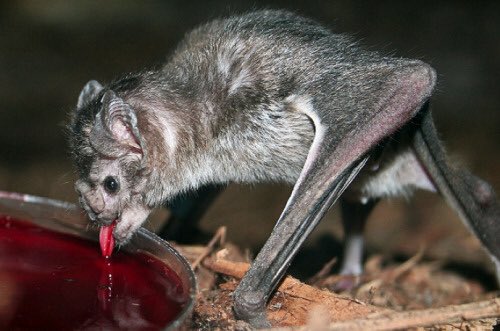 Baby Vampire Bats Eating