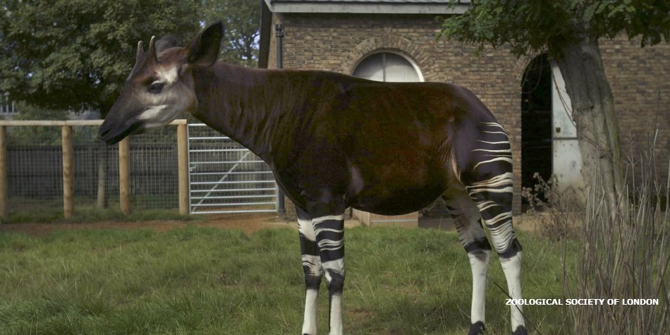 Okapi Blue Tongue