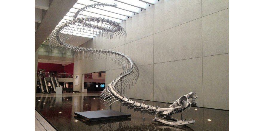 Titanoboa Skeleton In Museum