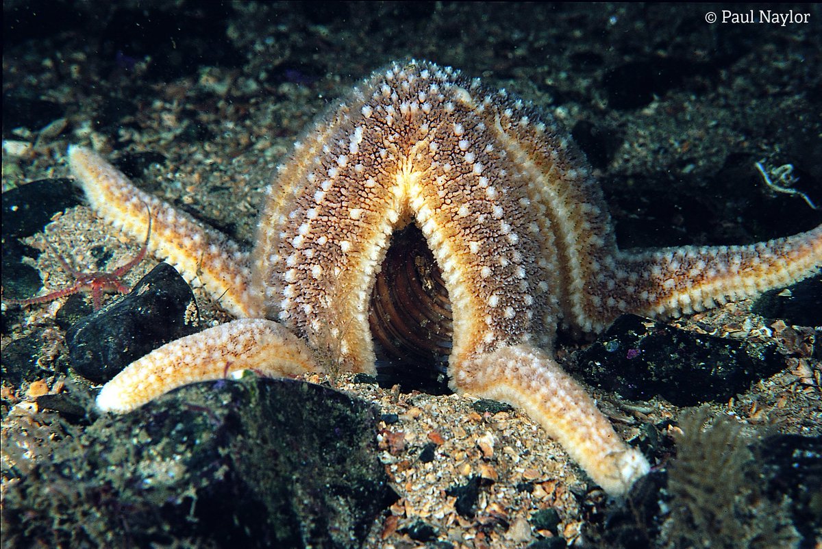 Starfish Eating Clam