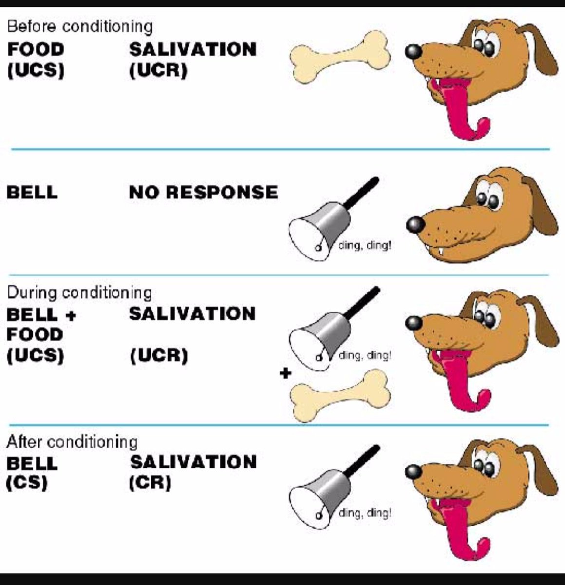 Pavlovs Dog Diagram