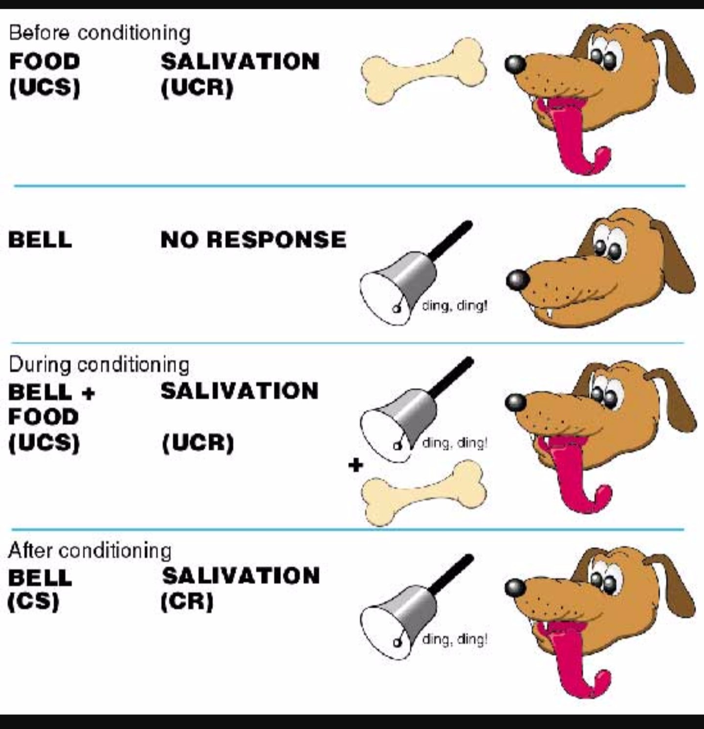Ivan Pavlov Experiment