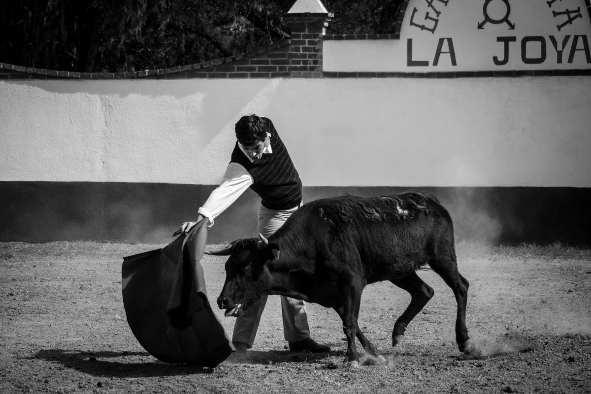Criadores de Toros de Lidia – Página 40 – La crianza de toros bravos es ...