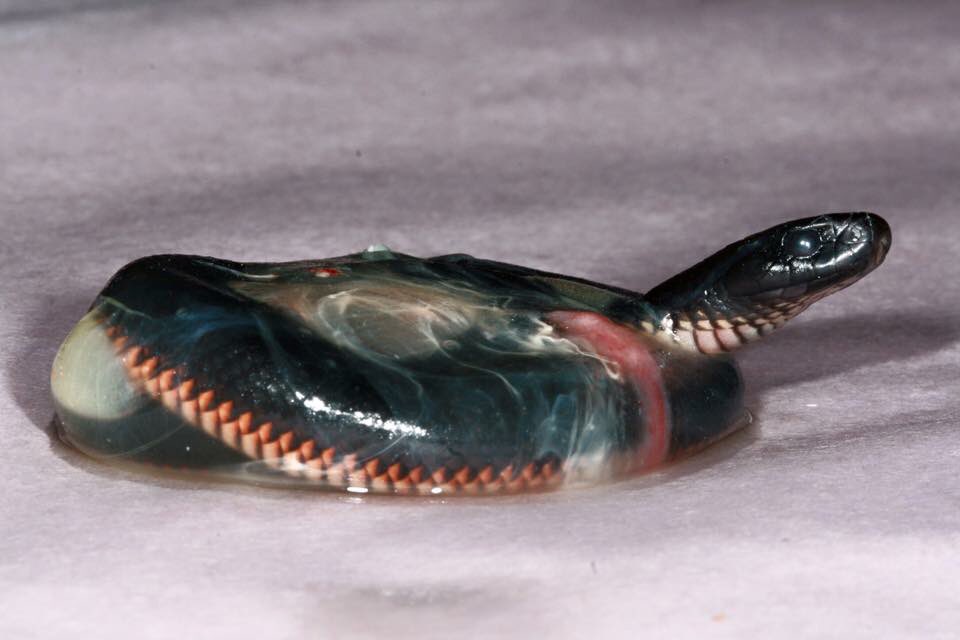 Black Snake Eggs