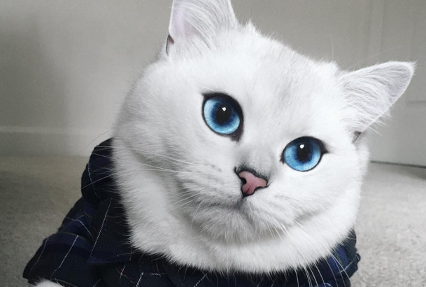Meet the Internet's most flawless cat: | AOL.com | Scoopnest