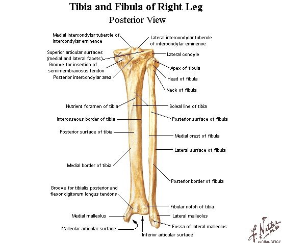 Tibia And Fibula Diagram Labeled