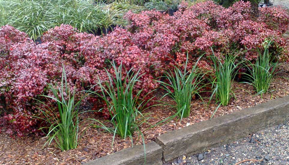 Giant Liriope Border