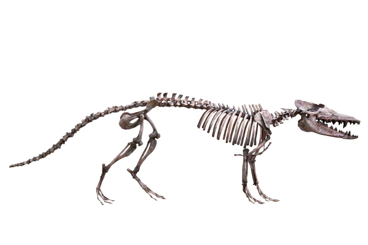 Pakicetus Skull