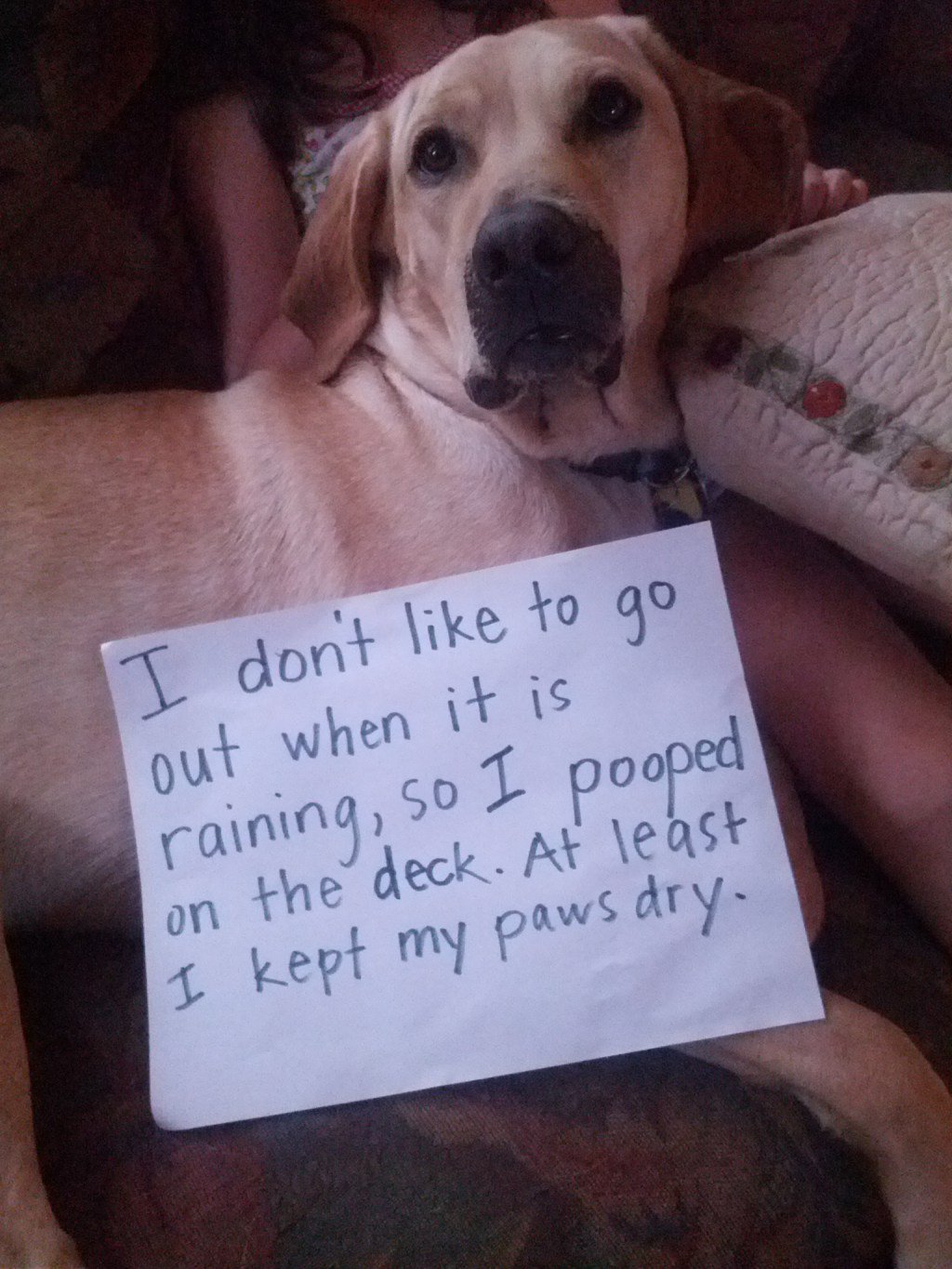 Dog Shaming Poop
