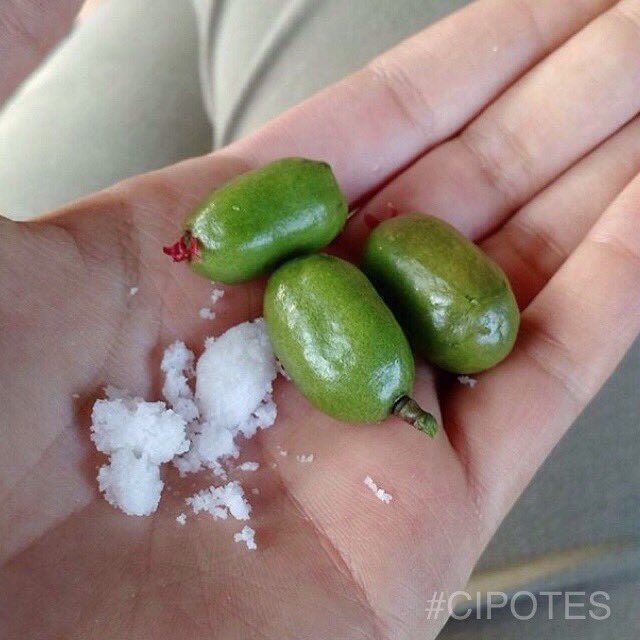 Jocotes Salvadorenos